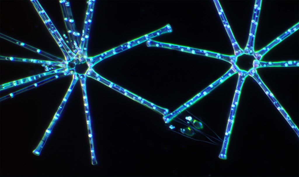 Microalgae Archives - microphyt