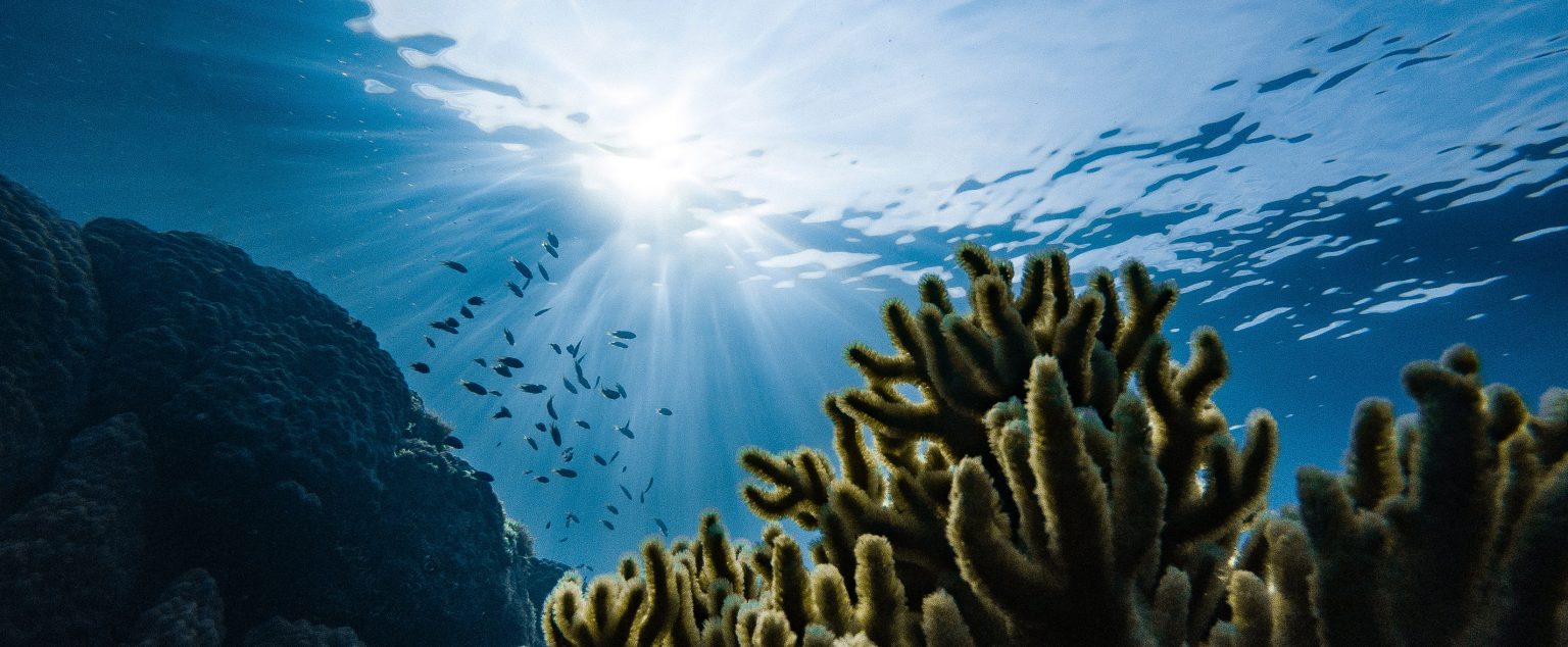 Environment: microalgae to the planet’s rescue - microphyt