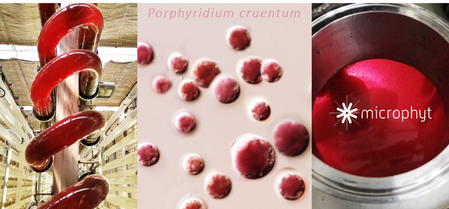 Porphyridium cruentum : les 5 super atouts de cette microalgue pour la cosmétique - microphyt