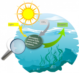 Environment: microalgae to the planet’s rescue - microphyt