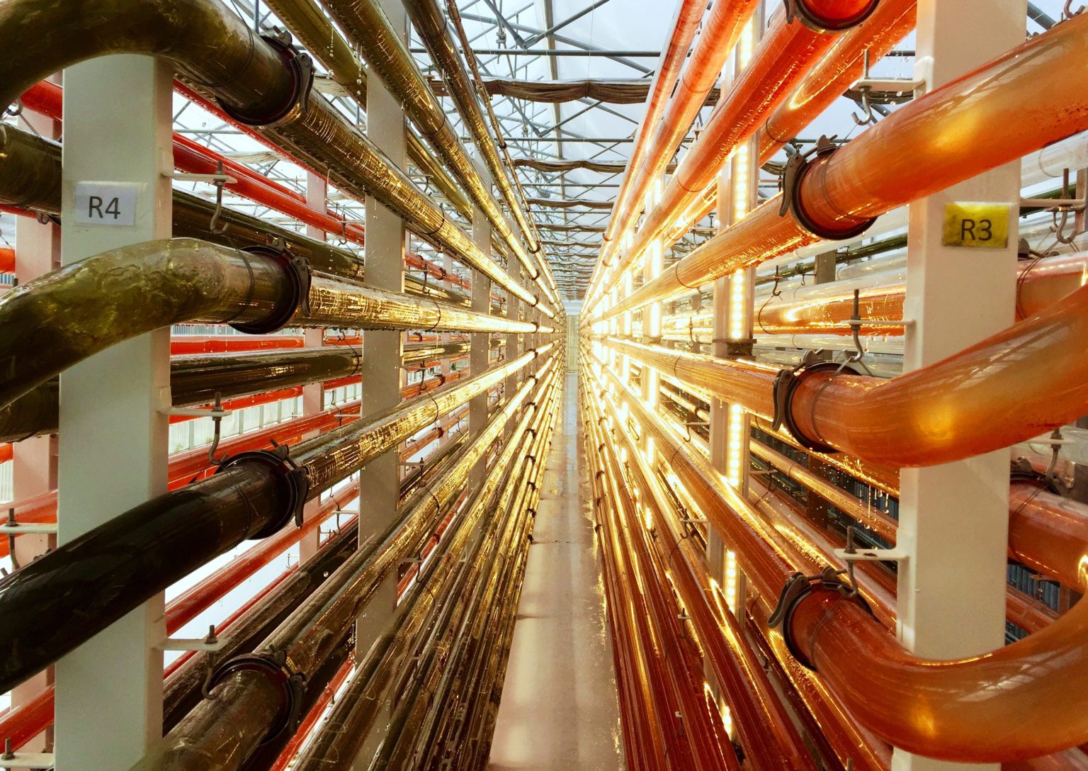 Nutrition et bien-être: la puissance des microalgues - microphyt