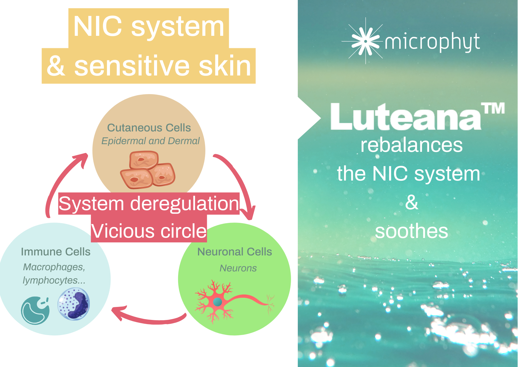 Sensitive skin: neuro-immuno-cutaneous system paves the way for new ...