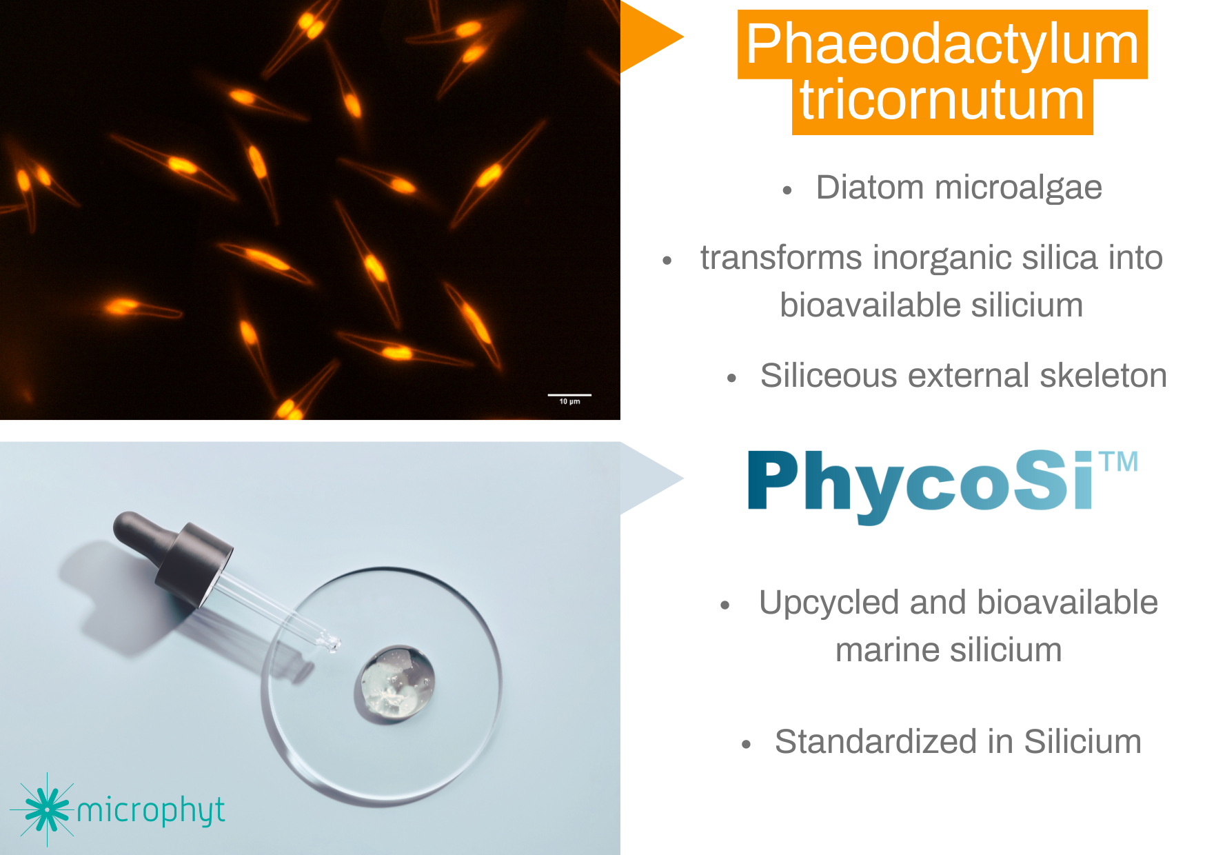 Exceptional microalgae: 3 questions about Phaeodactylum tricornutum ...