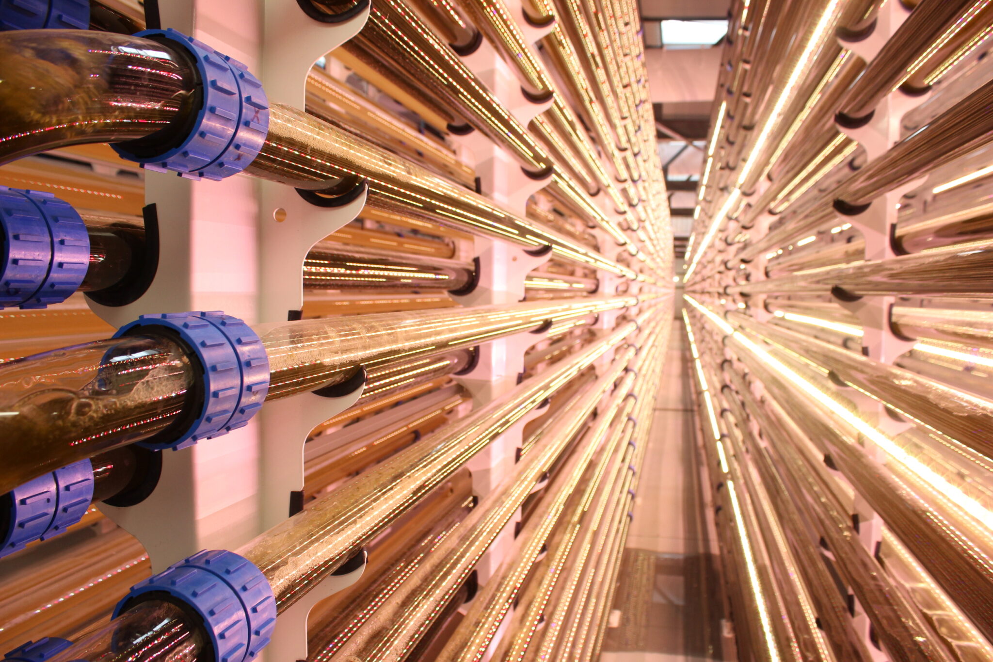 SCALE project wins the CBE impact 2023 photo competition - microphyt