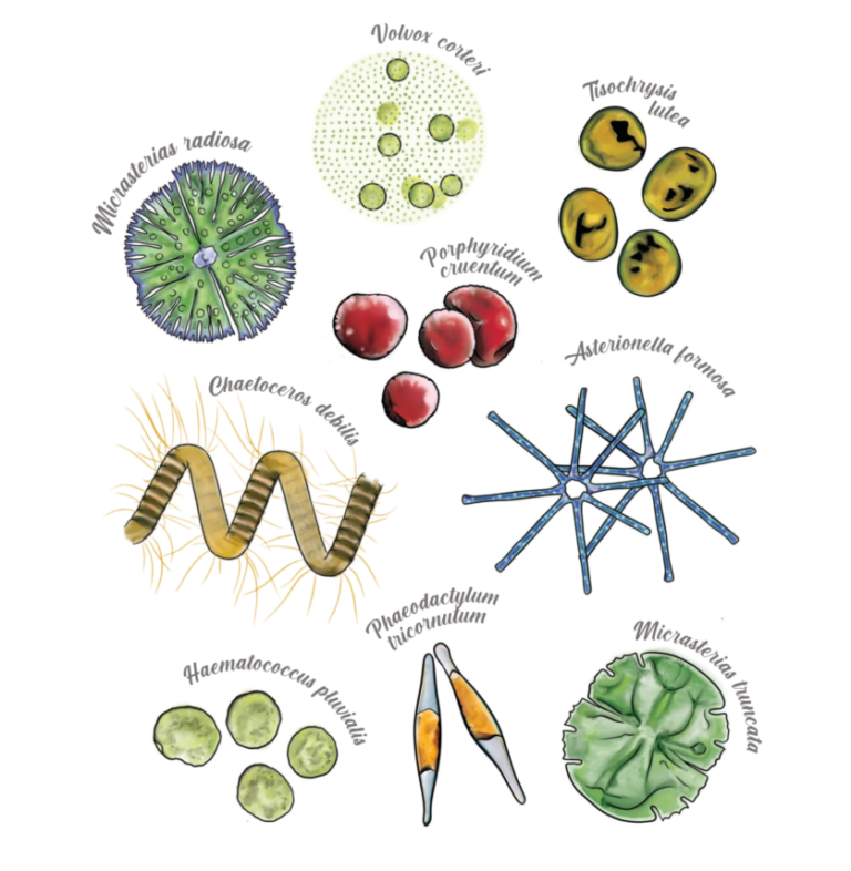 Révéler le potentiel des microalgues : Un aperçu de leurs bienfaits et ...